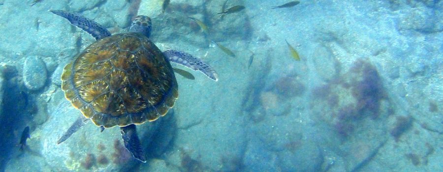 Turtle Bay Tenerife | Must Read Guide To See Turtles in Tenerife
